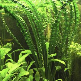 Plantes aquatiques d'eau douce - Arrivages chaque semaine ...