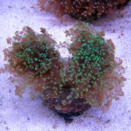 LPS (Coraux Durs à Gros Polypes) Plerogyra - Chez Poisson d'Or ...