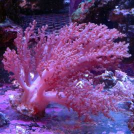 Coraux & invertébrés en vente sur Poisson d'Or ! - Aquariofil.com et ...