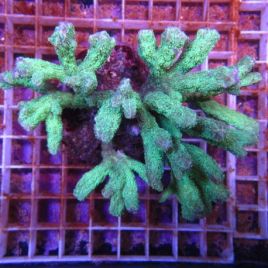 SPS (Coraux Durs à Petits Polypes) Arrivages chaque semaine ...