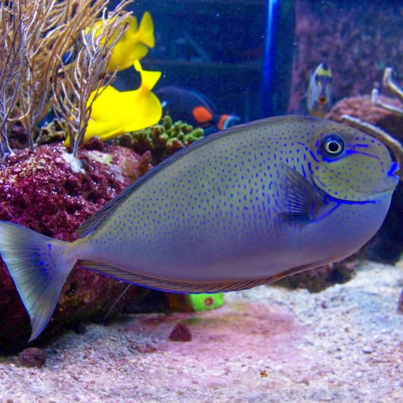 Naso Vlamingii