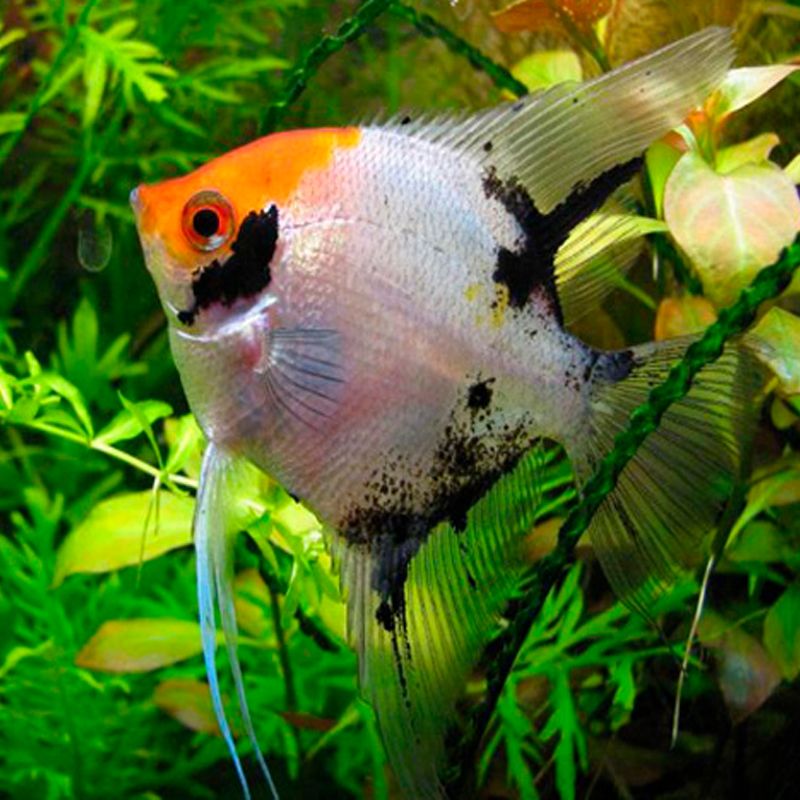 Scalaires (Pterophyllum scalare) Pterophyllum Scalaire à tête Jaune...