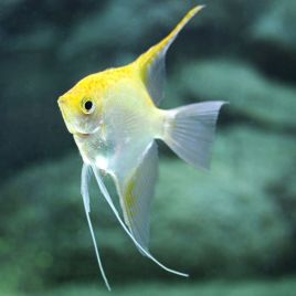 Poissons scalaires (Pterophyllum scalare) - Chez Poisson d'Or ...