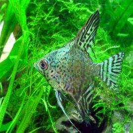 Poissons scalaires (Pterophyllum scalare) - Chez Poisson d'Or ...