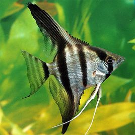 Poissons scalaires (Pterophyllum scalare) - Chez Poisson d'Or ...