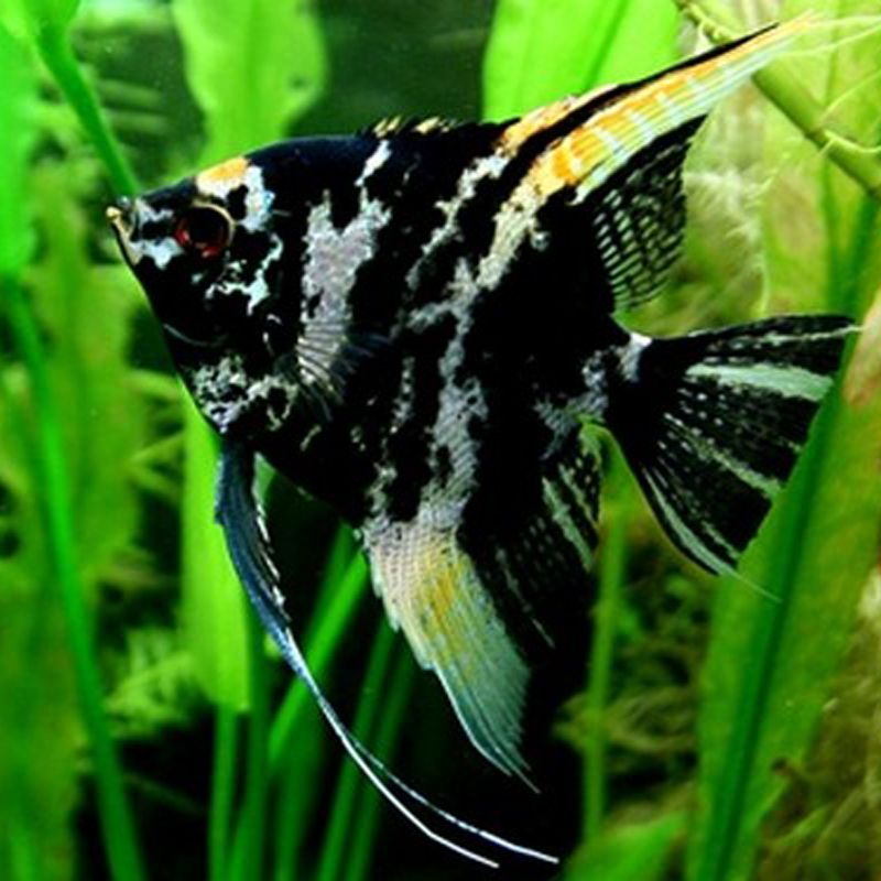 Scalaires (Pterophyllum scalare) Pterophyllum scalaire marbrés 4-5 cm