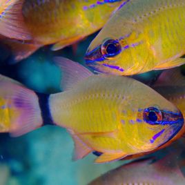 Poissons marin Apogons (Apogonidés) - Chez Poisson d'Or - Aquariofil ...