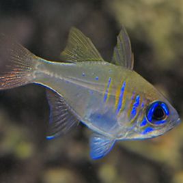 Poissons marin Apogons (Apogonidés) - Chez Poisson d'Or - Aquariofil ...