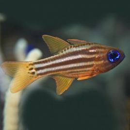 Poissons marin Apogons (Apogonidés) - Chez Poisson d'Or - Aquariofil ...