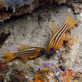 Poissons marin Apogons (Apogonidés) - Chez Poisson d'Or - Aquariofil ...