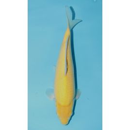 Vente en ligne aquariophilie - Aquariofil & Poisson d'Or - Aquariofil.com