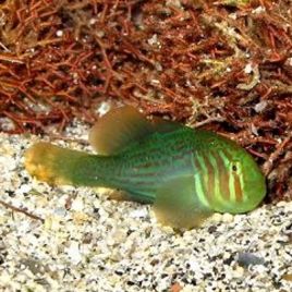 Poissons Gobies (Gobiidés) - En vente chez Poisson d'Or ! - Aquariofil ...