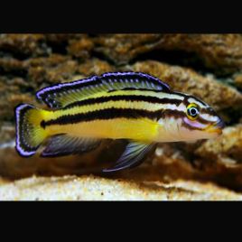Cichlidés Africain du lac Tanganyika - Chez Poisson d'Or - Aquariofil ...