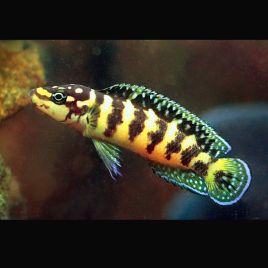Cichlidés Africain du lac Tanganyika - Chez Poisson d'Or - Aquariofil ...