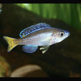 Cichlidés Africain du lac Tanganyika - Chez Poisson d'Or - Aquariofil ...
