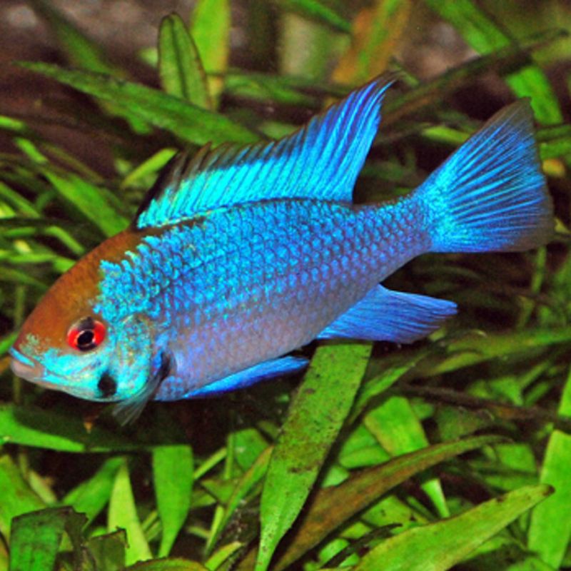 Apistogramma-Mikrogeophagus Ramirezi bleu électrique