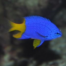 Poissons marin Demoiselles (Pomacentridés) - Chez Poisson d'Or ...