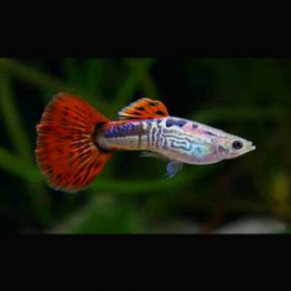 Poissons Guppys (Poecilia reticulata) - Poisson d'Or - Aquariofil.com ...