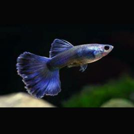 Poissons Guppys (Poecilia reticulata) - Poisson d'Or - Aquariofil.com ...