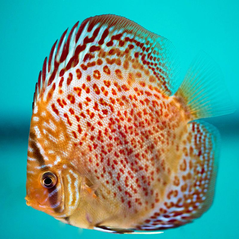 Discus Léopards Stendker d'élevage Allemand 10-11 cm