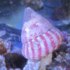 Mollusques - Les nettoyeurs de vos aquariums en vente Ici ...