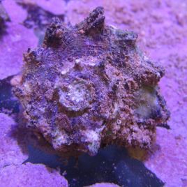 Coraux & invertébrés en vente sur Poisson d'Or ! (3) - Aquariofil.com ...