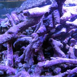Pierres vivantes pour aquarium marin en VPC - Aquariofil.com