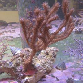 Gorgones ou éventails de mer pour votre aquarium - Poisson d'Or ...