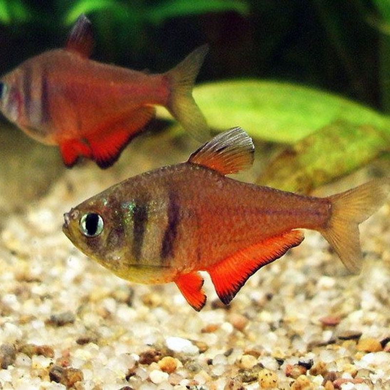 Hyphessobrycon Flammeus -Tétra de Rio rouge lot de 10Poissondor Poi...
