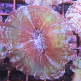 LPS (Coraux Durs à Gros Polypes) Plerogyra - Chez Poisson d'Or ...