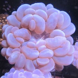 LPS (Coraux Durs à Gros Polypes) Plerogyra - Chez Poisson d'Or ...