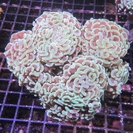 LPS (Coraux Durs à Gros Polypes) Plerogyra - Chez Poisson d'Or ...