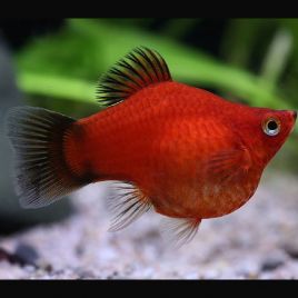 Poissons platys (Xiphophorus maculatus) - Poisson d'Or - Aquariofil.com ...