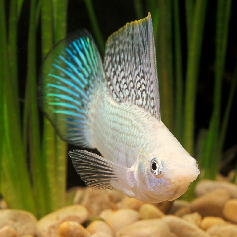 Poecilia Sphenops Molly Velifera argentés 3-4cm 3,50