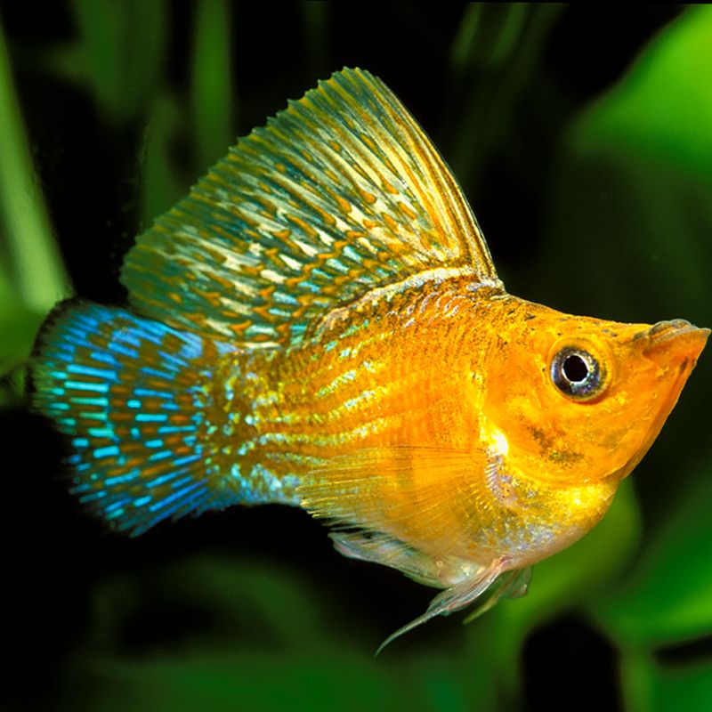 Poecilia Sphenops Molly Velifera ballons assortis Lyres 4-5cm 3,50