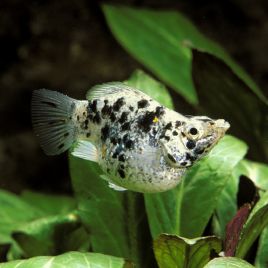 Poissons mollies (Poecilia sphenops) - En vente Poisson d'Or ...