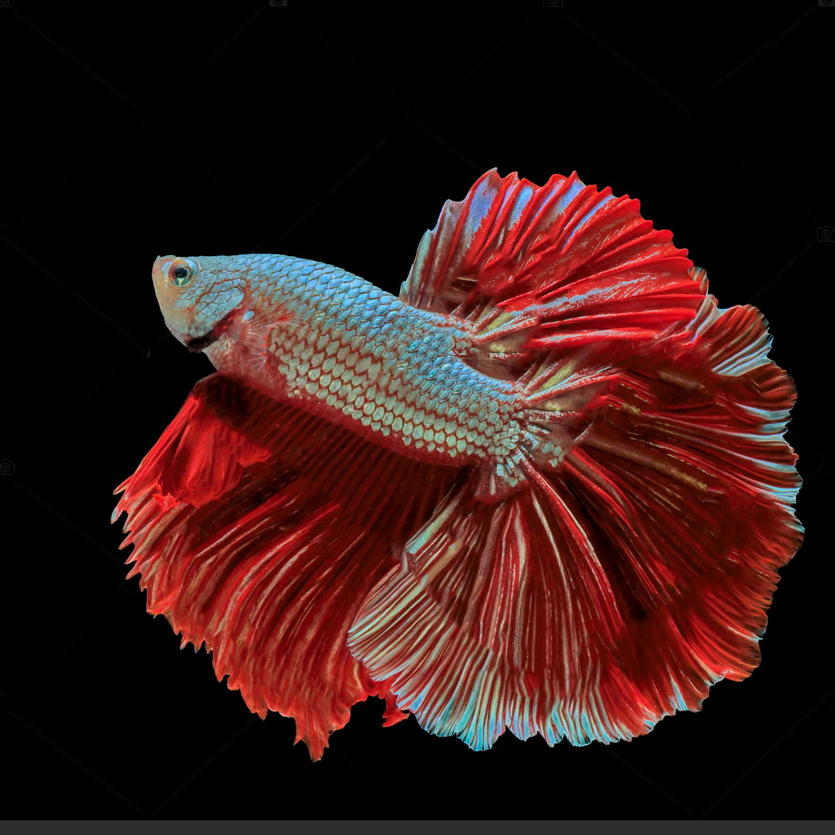 Noms De Poissons Betta Bleu Et Rouge