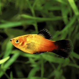Poissons platys (Xiphophorus maculatus) - Poisson d'Or - Aquariofil.com ...