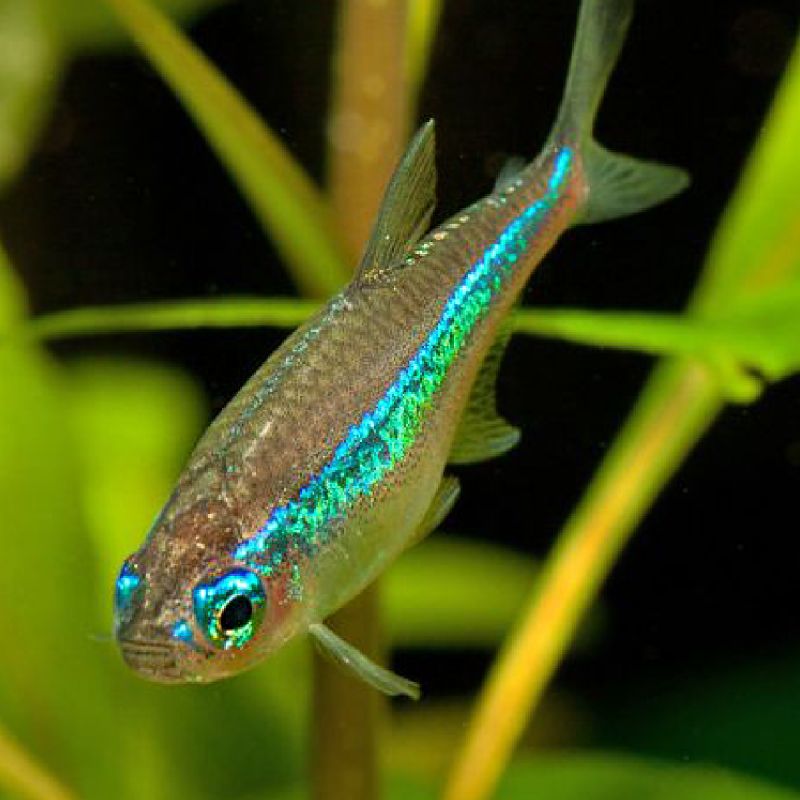 Paracheirodon Simulans - Néons verts lot de 20 25,00