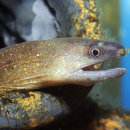 Poissons eau douce Continent Asiatique - Aquariofil.com et Poisson d'Or