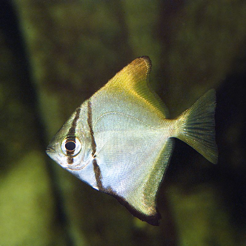 Monodactylus argenteus 7-10cm 19,50