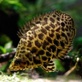 Africain fluvial - Hemichromis - Tétras du Congo - Poisson d'or ...