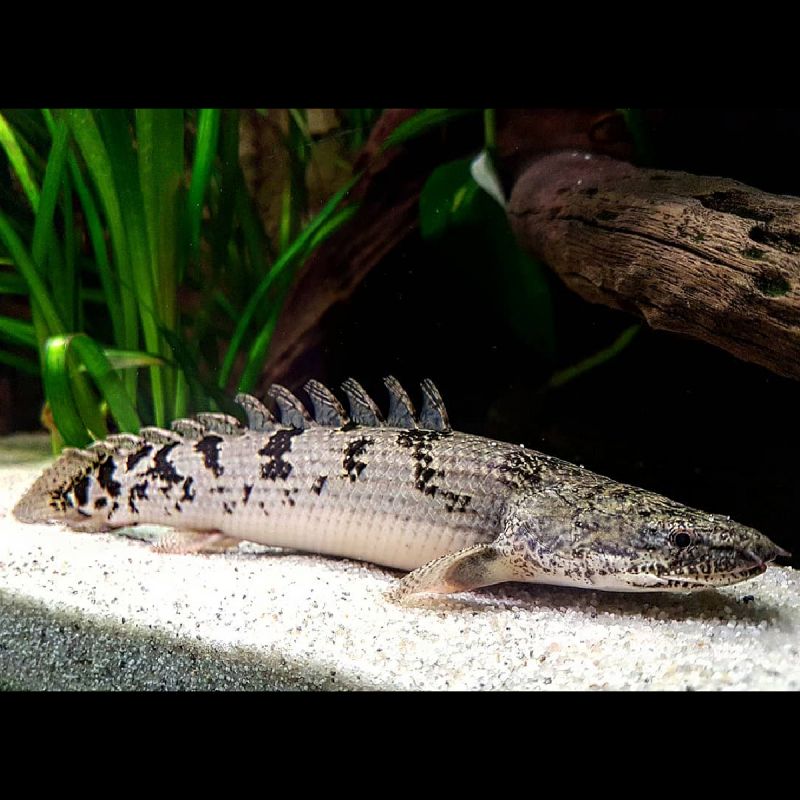 Polypterus Delhezi 24,50