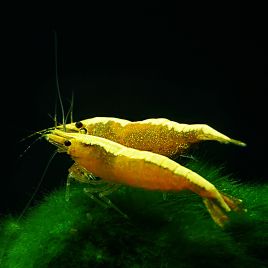 Crevettes d'eau douce pour aquarium - Chez Poisson d'Or - Aquariofil ...