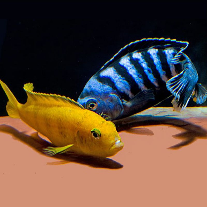 Pseudotropheus Saulosi 4-5cm Cichlidés Africain du lac Malawi