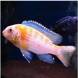 Poissons d'eau douce en vente en VPC sur Poisson d'Or! (5) - Aquariofil ...