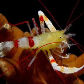 Coraux & invertébrés en vente sur Poisson d'Or ! (2) - Aquariofil.com ...