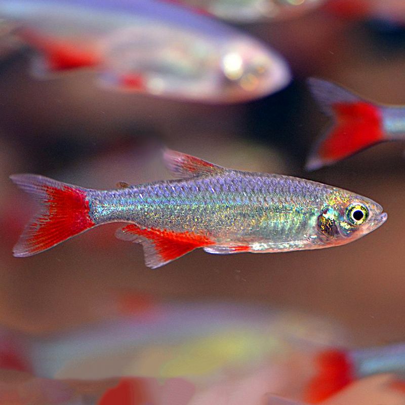 Aphyocharax Anisitsi/Rubripinnis 2-3cm