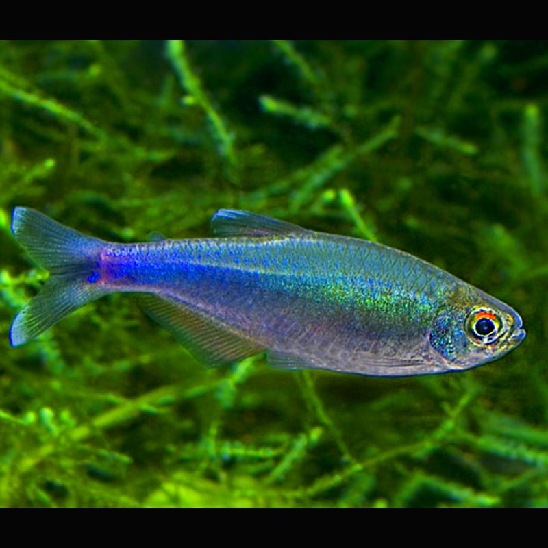 Boehlkea Fredcochui-Tétra bleus de Cochu 2-3cm