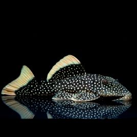 Loricariidés - Ancistrus - Peckoltia - Chez Poisson d'Or - Aquariofil ...